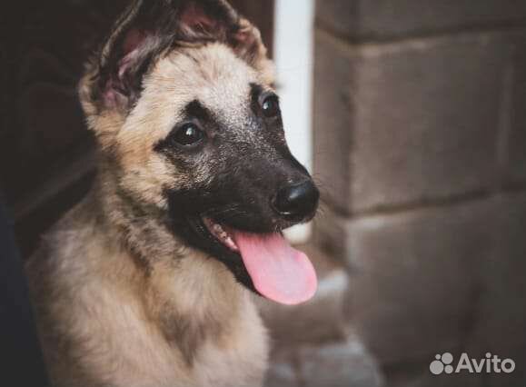 Щенок девочка стерилизована 7 месяцев