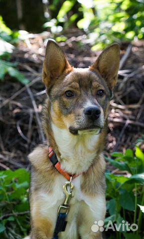 Щенок Лис ищет семью