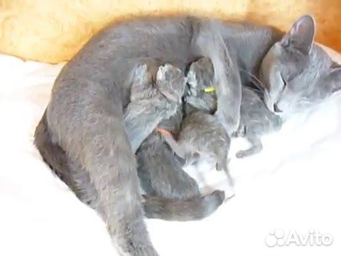 Котята метисы русской голубой
