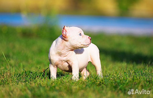Американский Булли девочка 7 недель