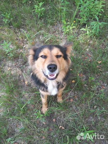 Прекрасная собака охранник в дом