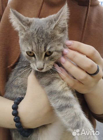 Котёнок