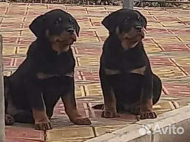 Щенки ротвейлера продажа
