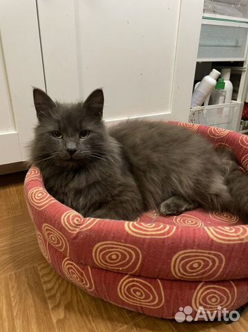 Котик Батоша
