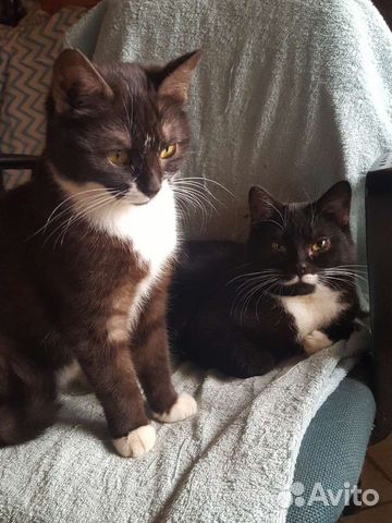 Кошки в добрые руки бесплатно