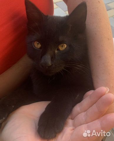 Черный котик полукровка