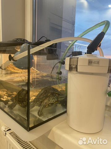 Черепаха с Оборудованием для аквариума