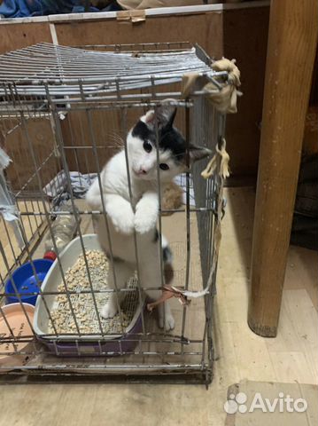 Супер-Котенок ждет своего человека