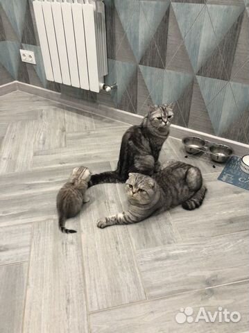 Шотландские котята