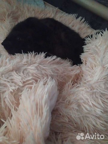 Шотландский котик