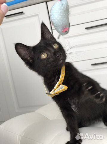Котёнок