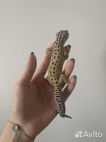 Гекконы эублефары