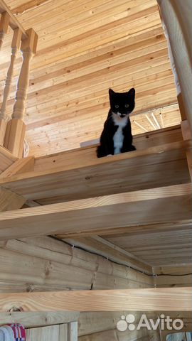Котики в добрые руки