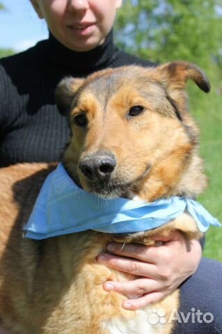 Отдам молодого милого пёсика