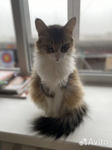 Отдам кошку