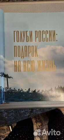 Голуби России