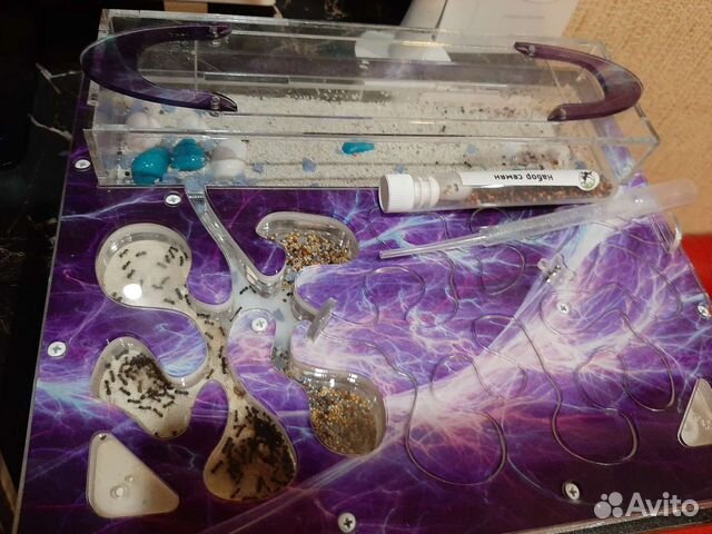 Муравьиная ферма с муравьями