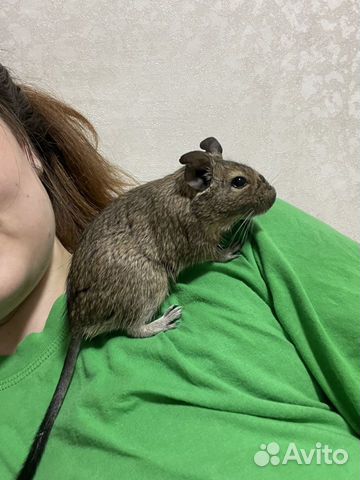 Чилийская белка дегу