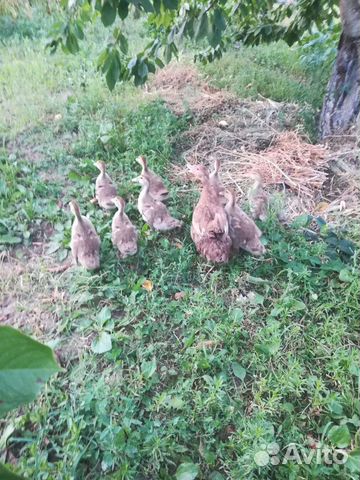 Утята шоколадной индоутки