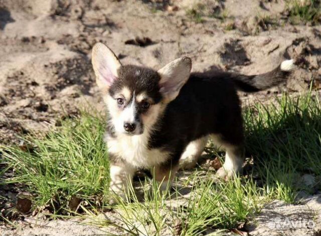 Вельштерьер