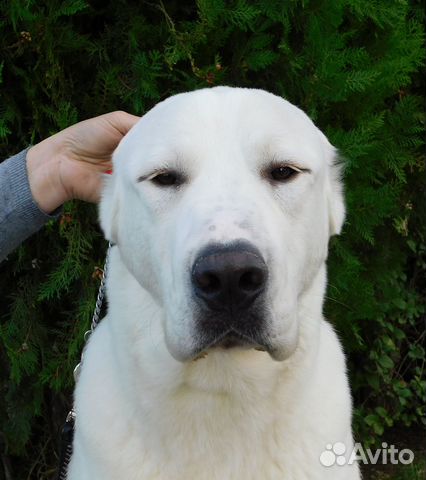 Кобель сао