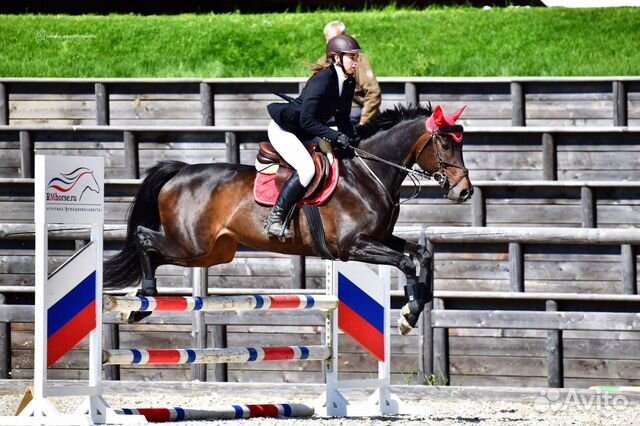 Кобыла 2010 г.р