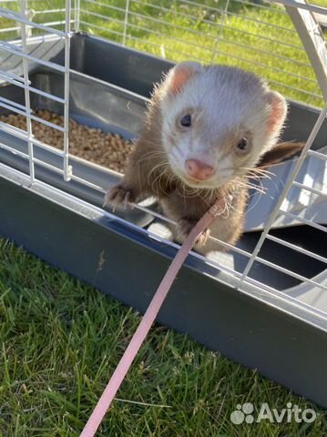 Хорек с клеткой