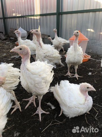 Индюшата Хайбриды 37 дней самцы