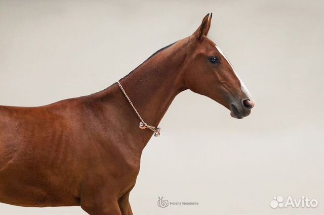 Ахалтекинская кобыла