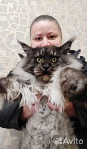 Майн-кун котята