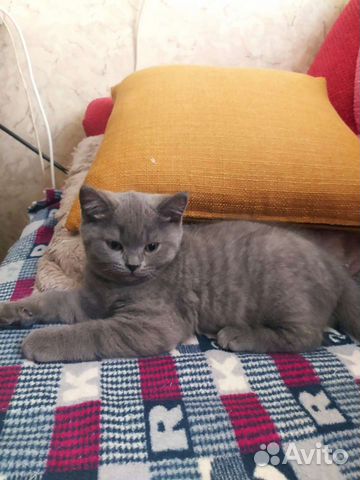 Британские котята