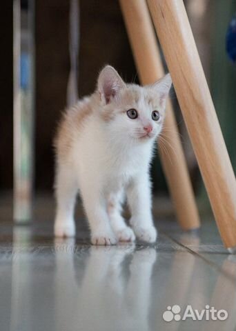 Котенок- мальчик, 2 месяца