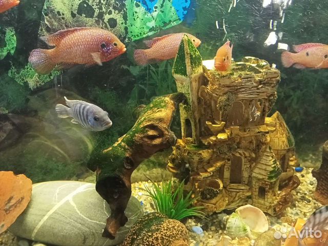 Мальки цихлазомы чернополосой