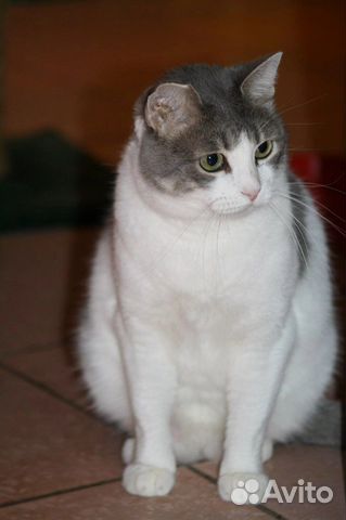 Кошка