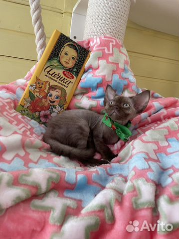 Котятенок девон-рекс мальчик