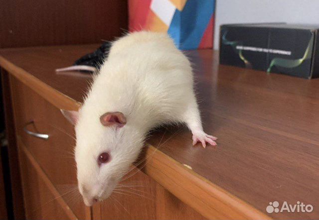 Декоративная крыса