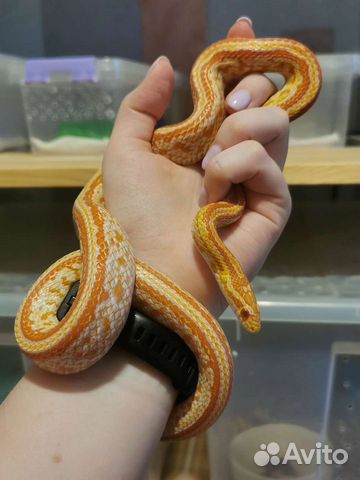 Маисовый полоз самка