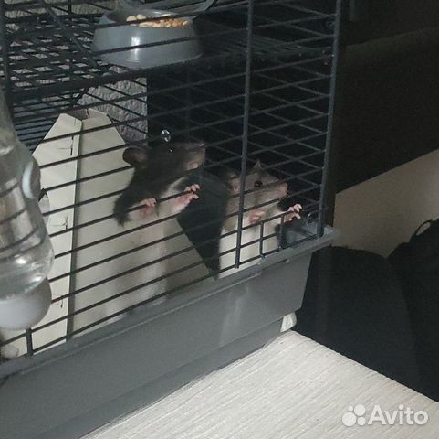 Две крысы девочки