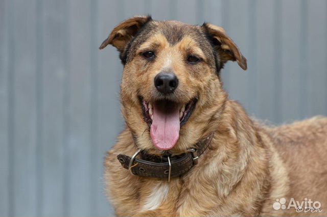 Отдаю собаку Лаврушку в дар