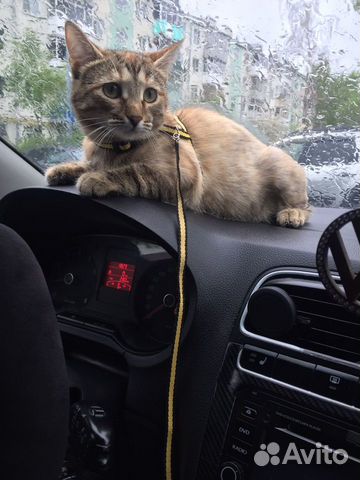 Помогите найти кошку