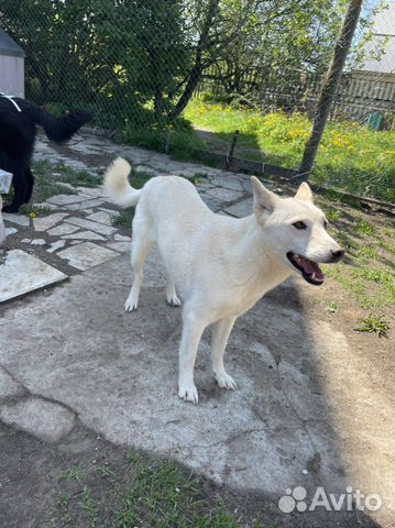 Белоснежная Тесса ищет дом