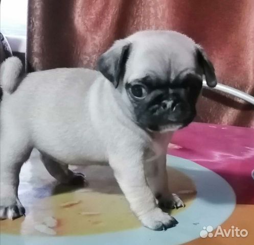 Мопс щенок мальчик