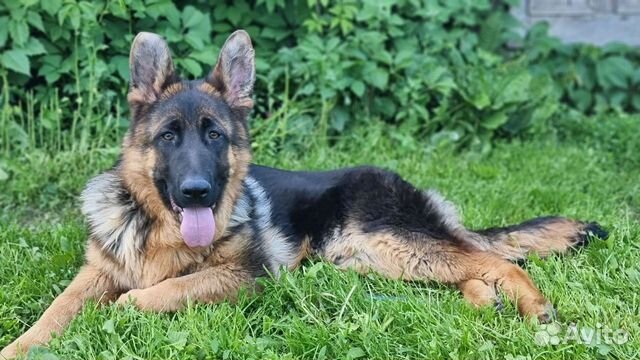 Кобель немецкой овчарки 6 месяцев