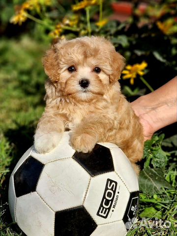 Мальчик Мальтипу красотун