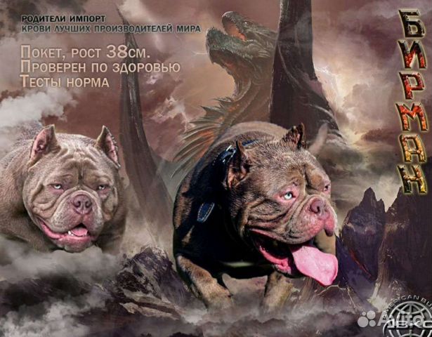 Американский булли