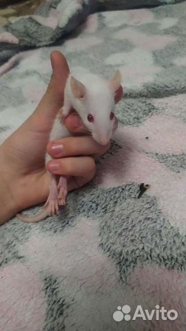 Декоративная крыса