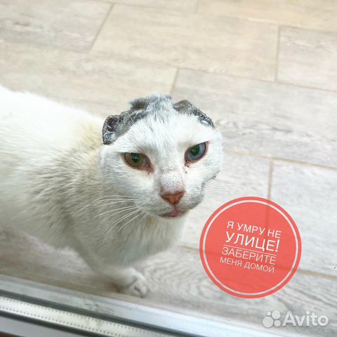 Кошечка без ушек,погибает на улице