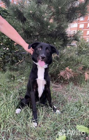 Щенок в добрые руки