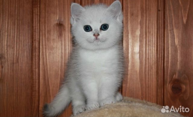 Шикарная песцовая шубка котик Стэнли