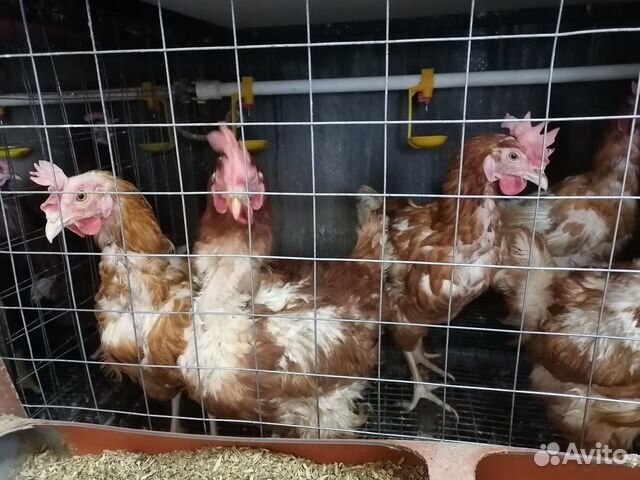 Куры несушки ломан браун